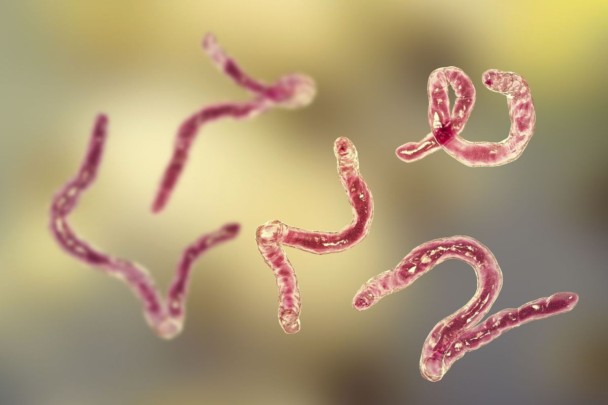 Як зрозуміти, що у вас глисти в легенях – Приазовська правда